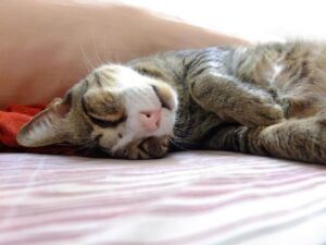 Gripe Felina: Saiba Como Cuidar do Seu Gatinho - Vet Quality